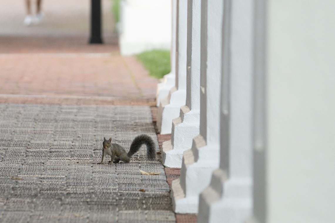 The Columns » Quick Hit: Critters of Campus » Washington and Lee University