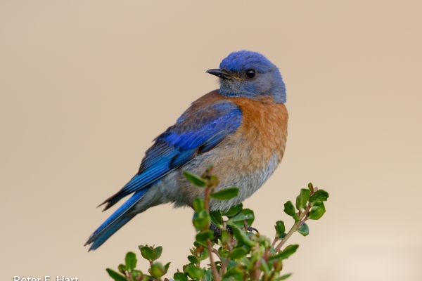 The Columns » The Bluebird of Happiness » Washington and Lee University