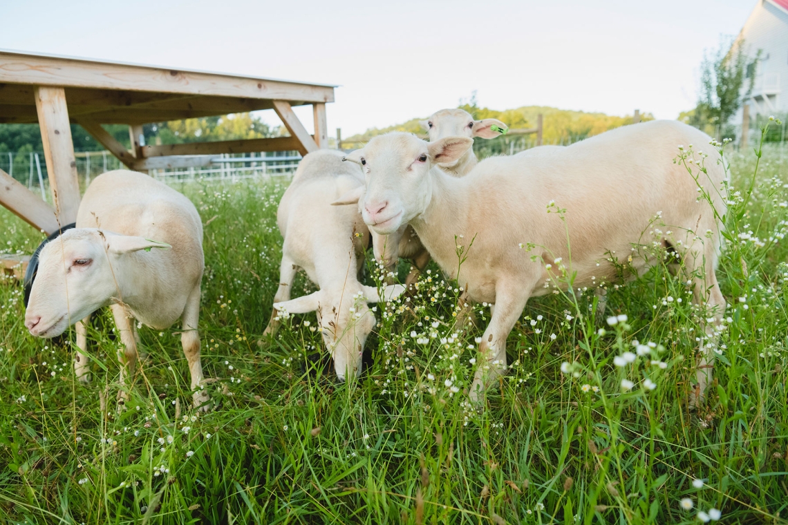 The Columns » Growing a Greener Future » Washington and Lee University
