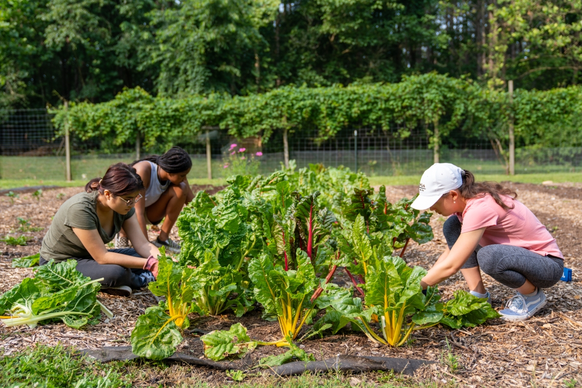 The Columns » Campus Garden Fosters Community, Sustainability and ...